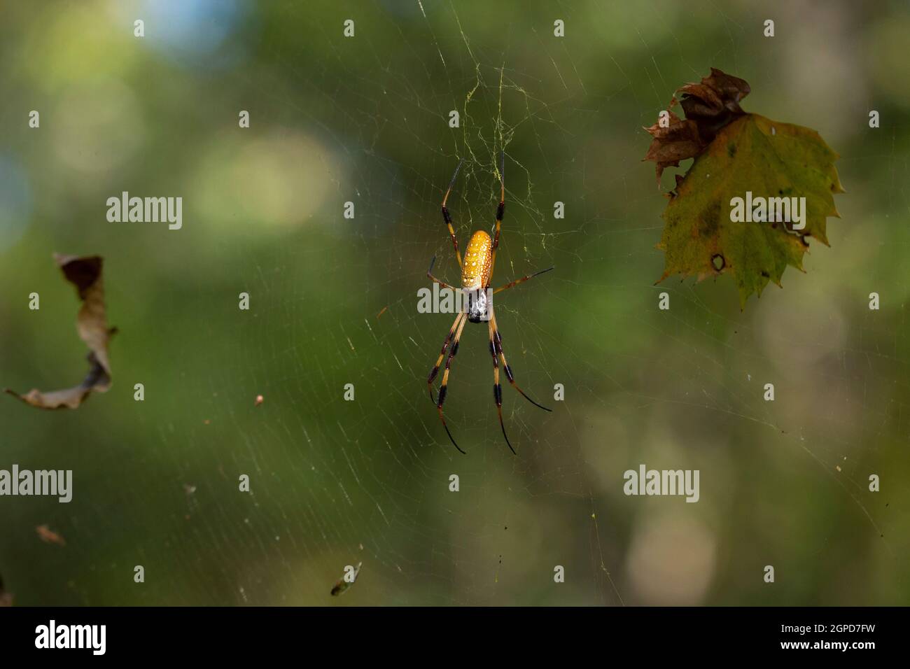 Golden orb weaver spider (Nephila) on its web Stock Photo - Alamy