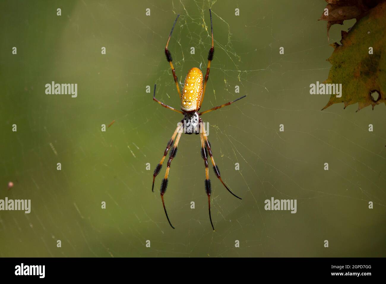 Golden orb weaver spider (Nephila) on its web Stock Photo - Alamy