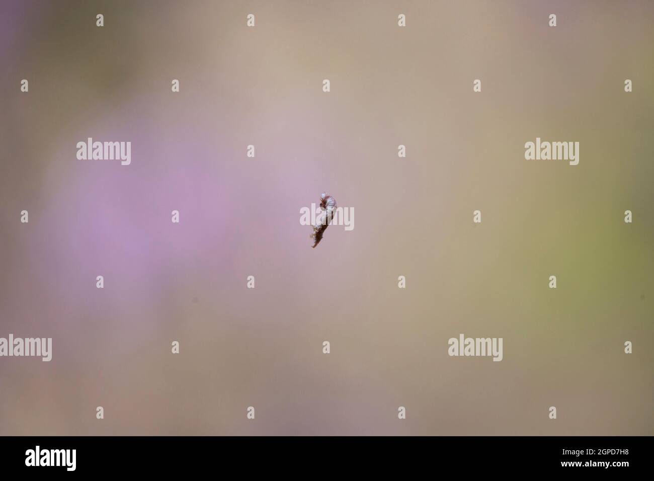 Afflicted dagger moth hanging in the air, spinning a cocoon Stock Photo ...