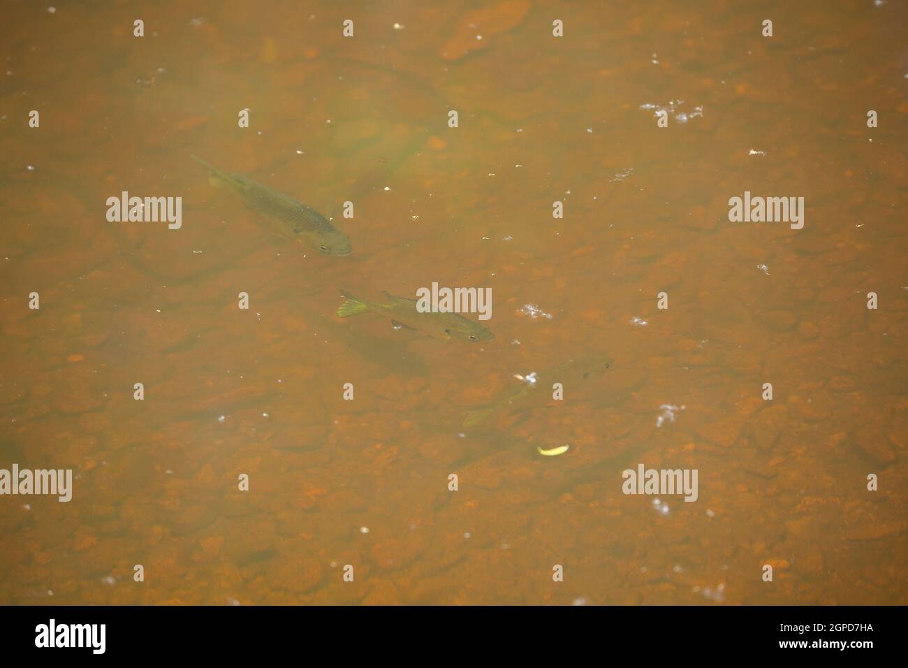 Baby fish swimming in a shallow, slow moving creek Stock Photo - Alamy