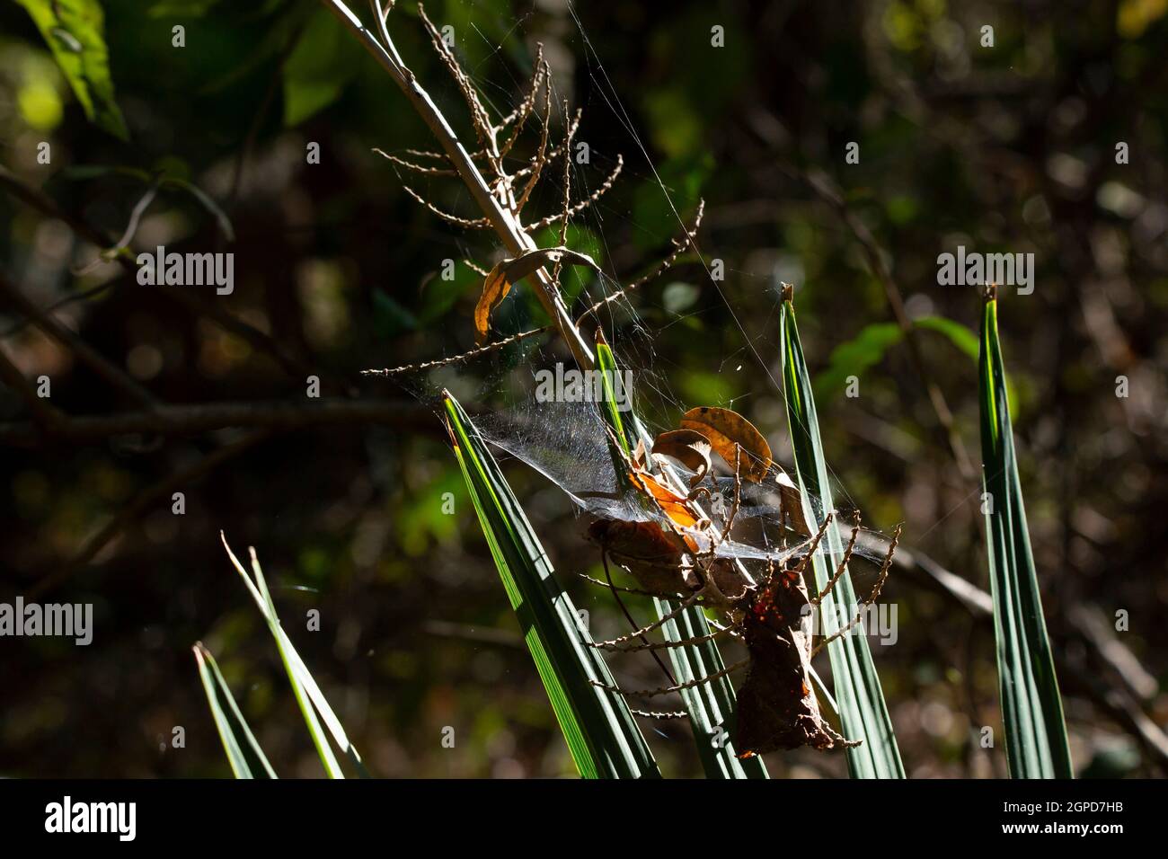 Spiderweb weaved through the fronds of a saw palmetto plant (Serenoa ...