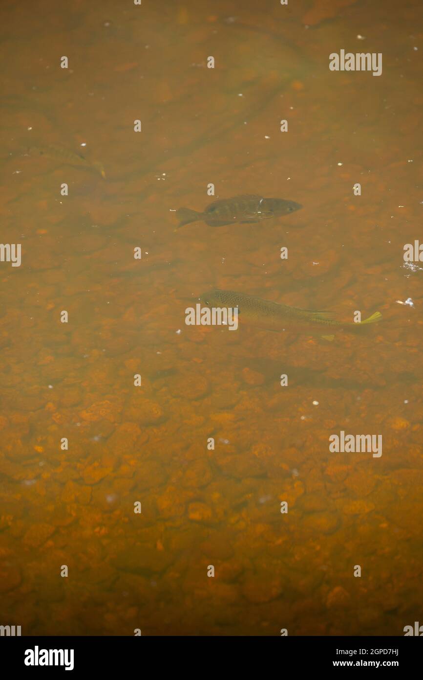 Baby fish swimming in a shallow, slow moving creek Stock Photo - Alamy