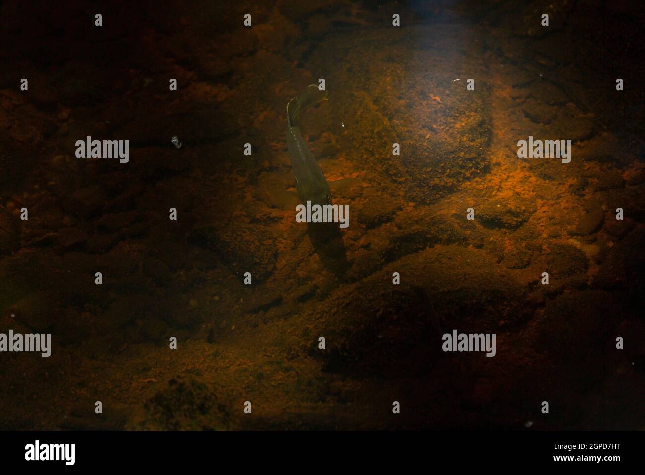 Young fish swimming in a shallow, slow-moving creek Stock Photo - Alamy