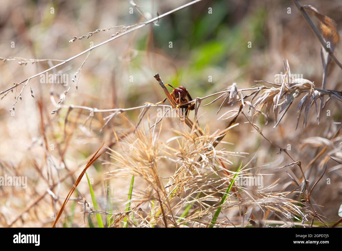 Paper wasp (Polistes carolina) on dried grass foliage dangerously ...