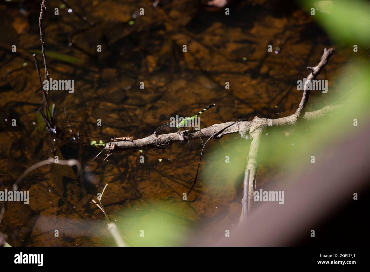 Female eastern pondhawk (Erythemis simplicicollis) perched on a fallen ...