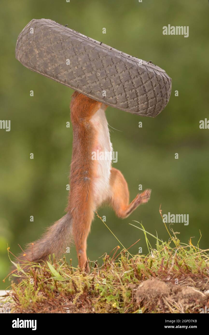 Squirrel in a wheel hi-res stock photography and images - Alamy
