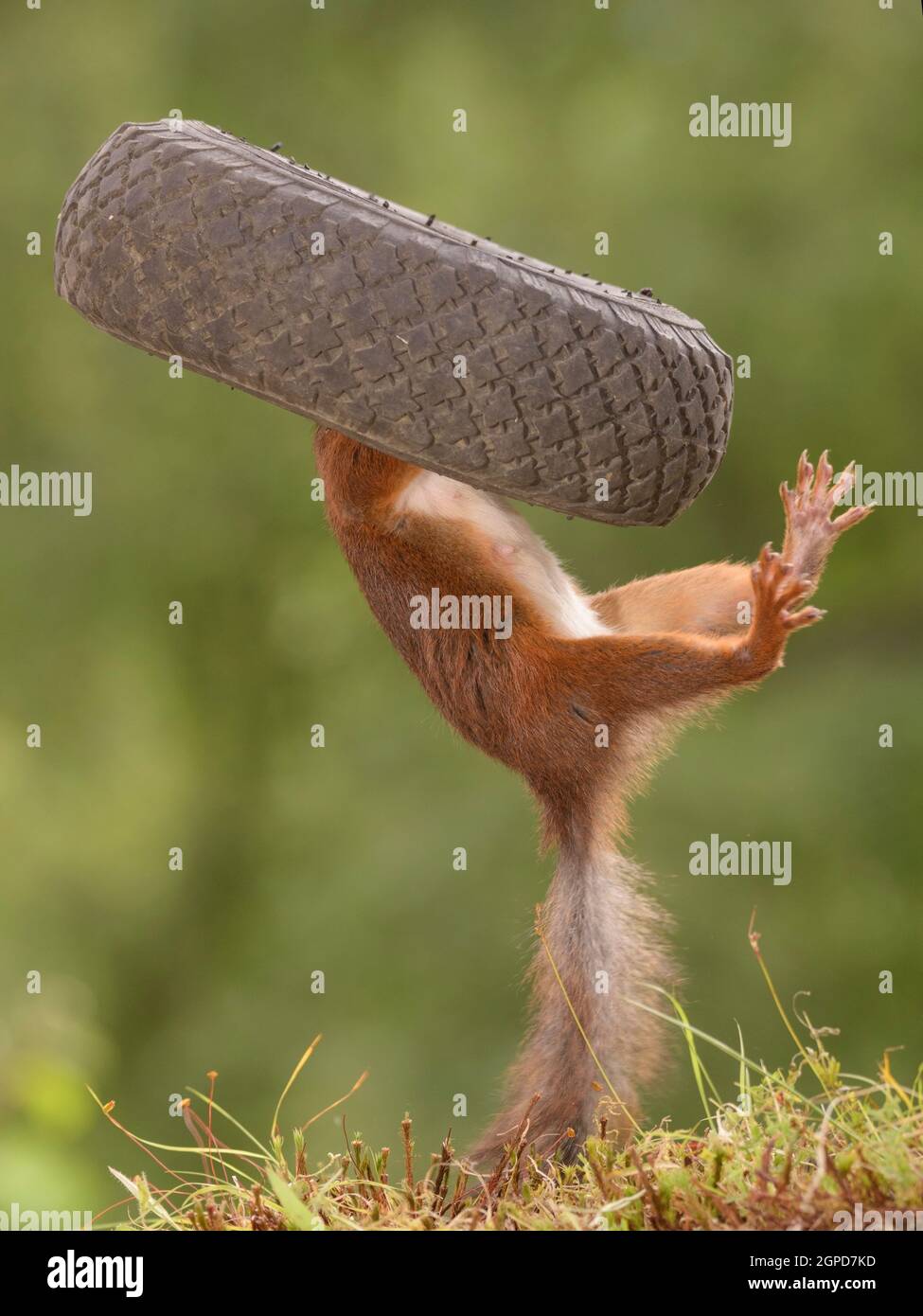 Animal in tyre hi-res stock photography and images - Alamy