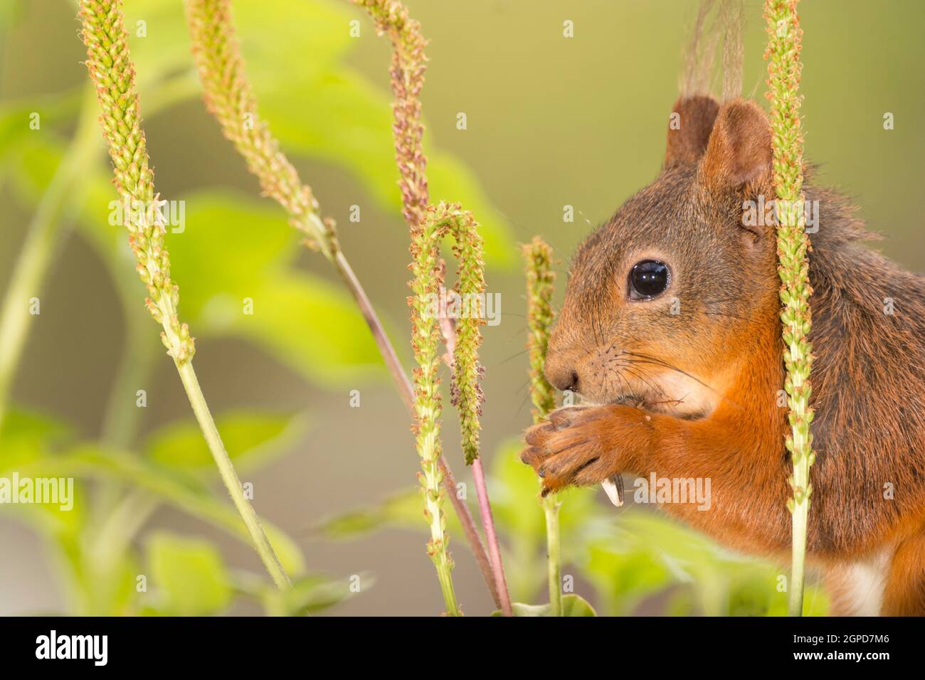 Red squirrel on moss between grass Stock Photo - Alamy