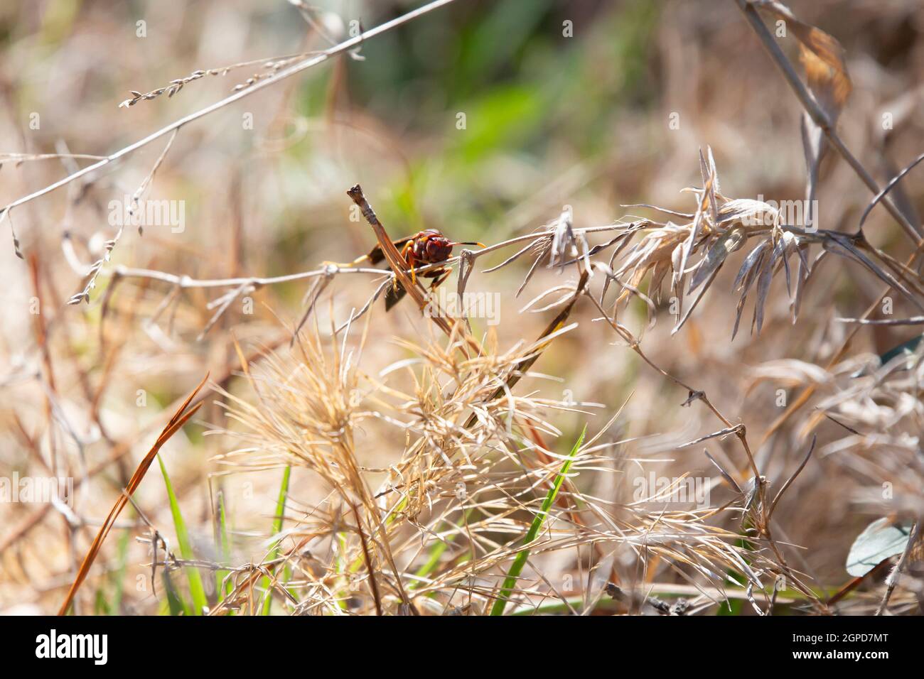 Paper wasp (Polistes carolina) on dried grass foliage dangerously ...