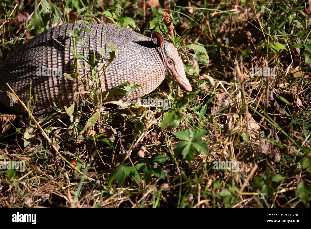 Nine-banded armadillo (Dasypus novemcinctus) in a grassy area Stock ...