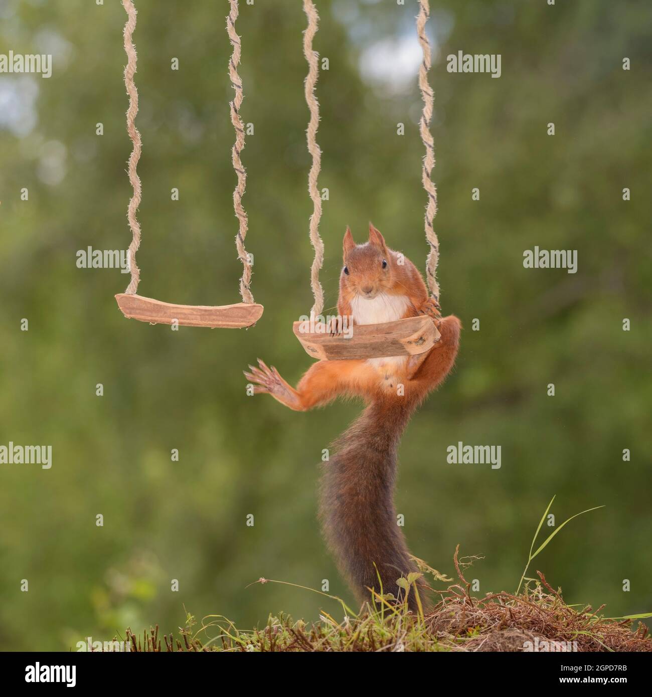 Red squirrels on a swing hi-res stock photography and images - Alamy