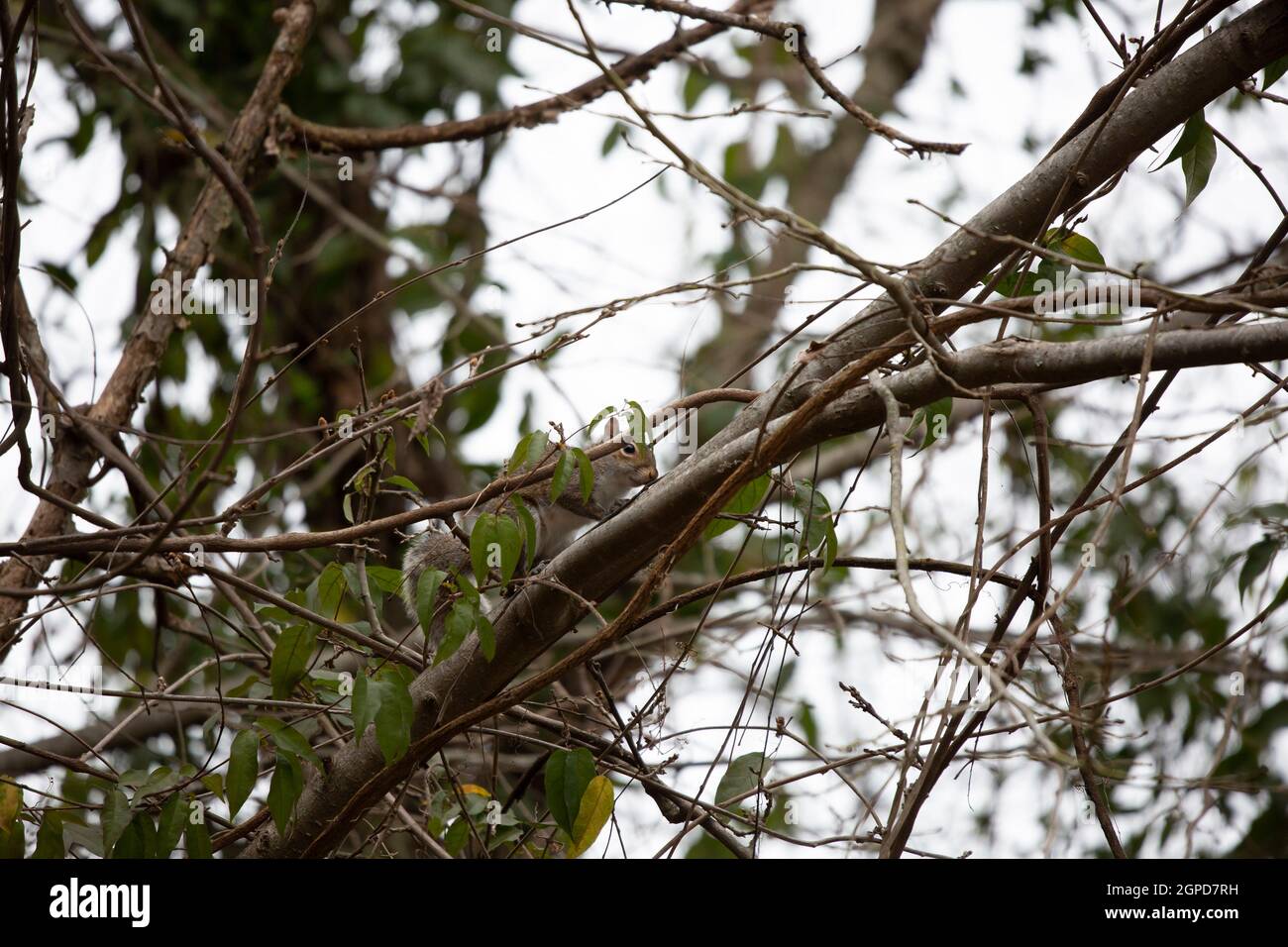 Partially hidden squirrel sniffing along a tree limb Stock Photo - Alamy