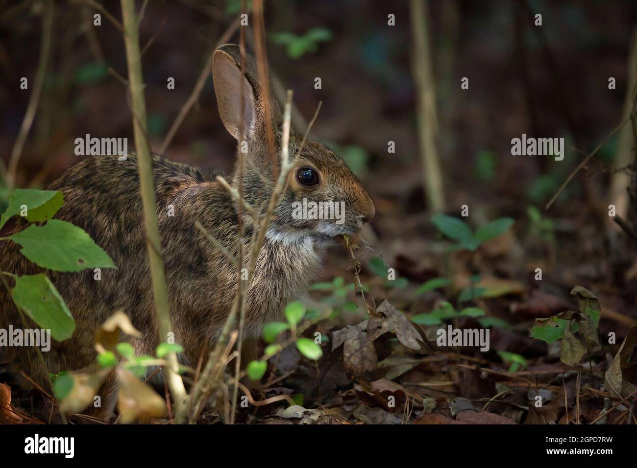 Eastern cottontail rabbit (Sylvilagus floridanus) eating a green vine ...