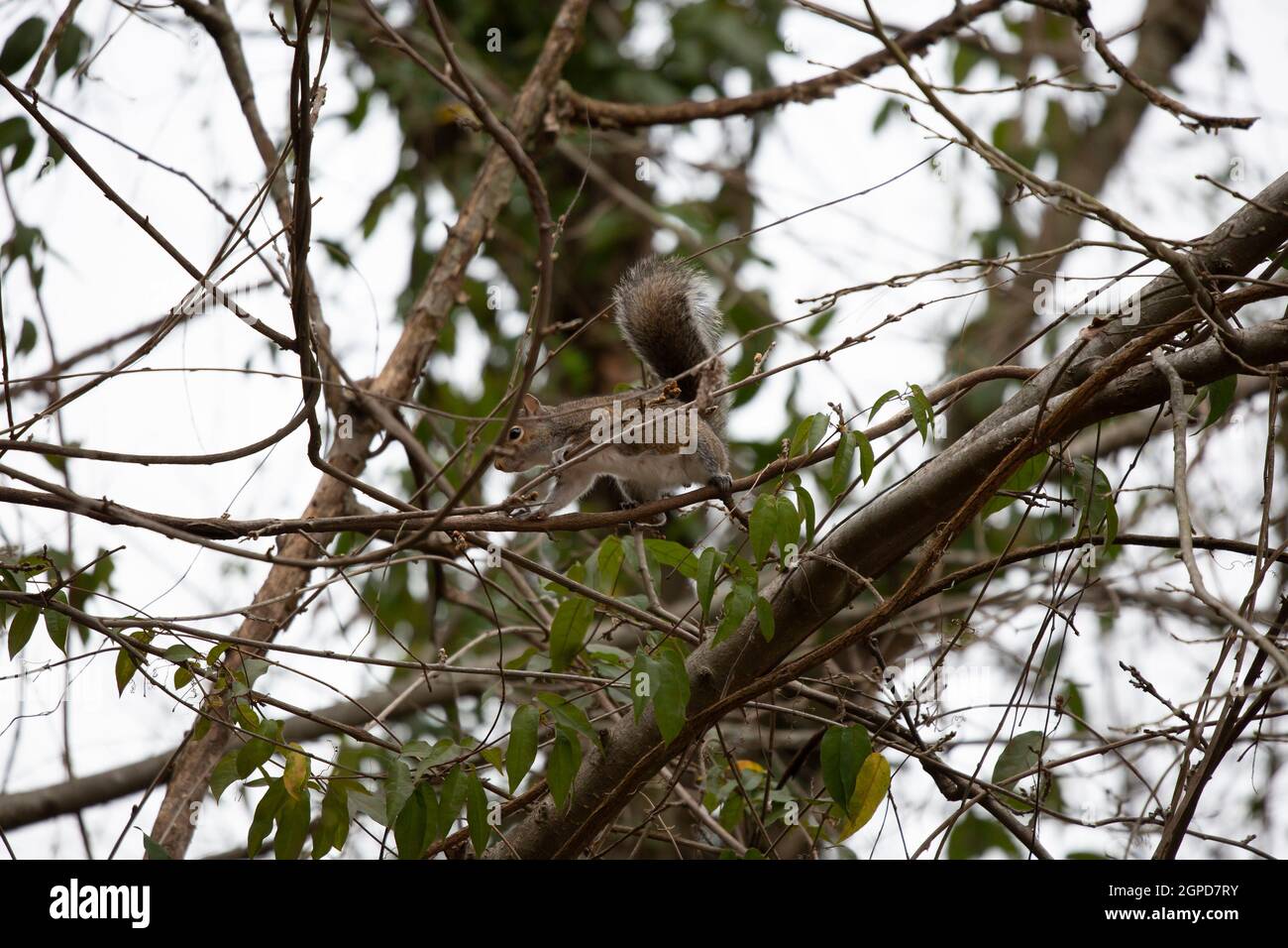 One careful squirrel moving deftly along tree branches Stock Photo - Alamy