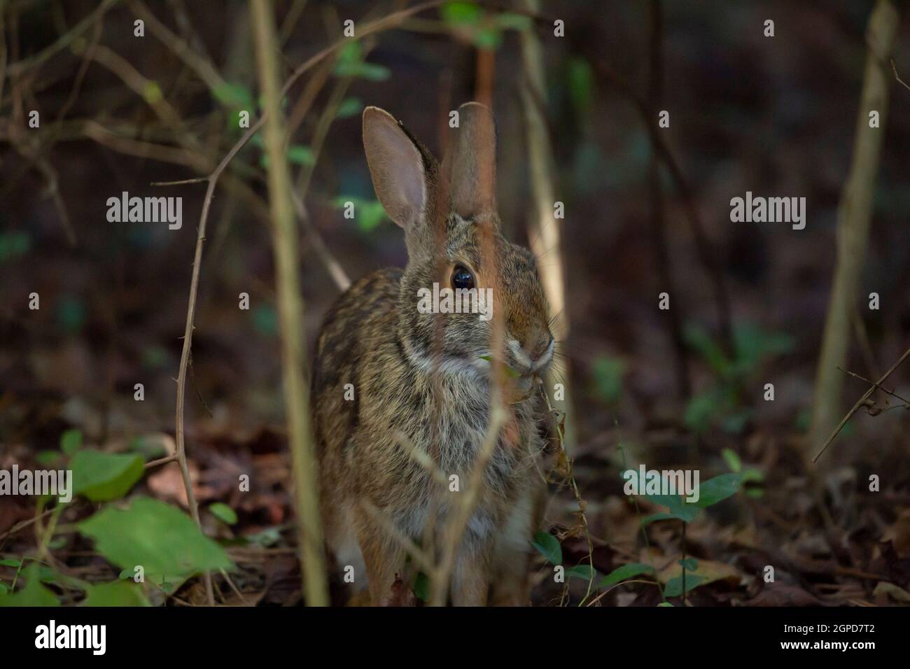 Eastern cottontail rabbit (Sylvilagus floridanus) eating a vine from ...