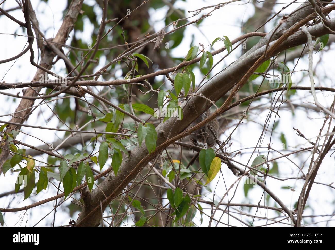 Squirrel peaking hi-res stock photography and images - Alamy