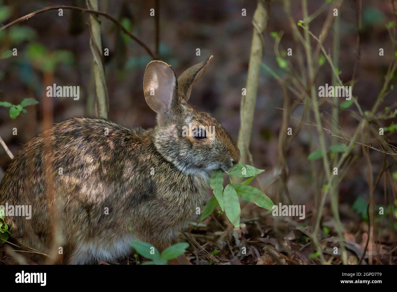 Eastern cottontail rabbit (Sylvilagus floridanus) eating a vine of ...