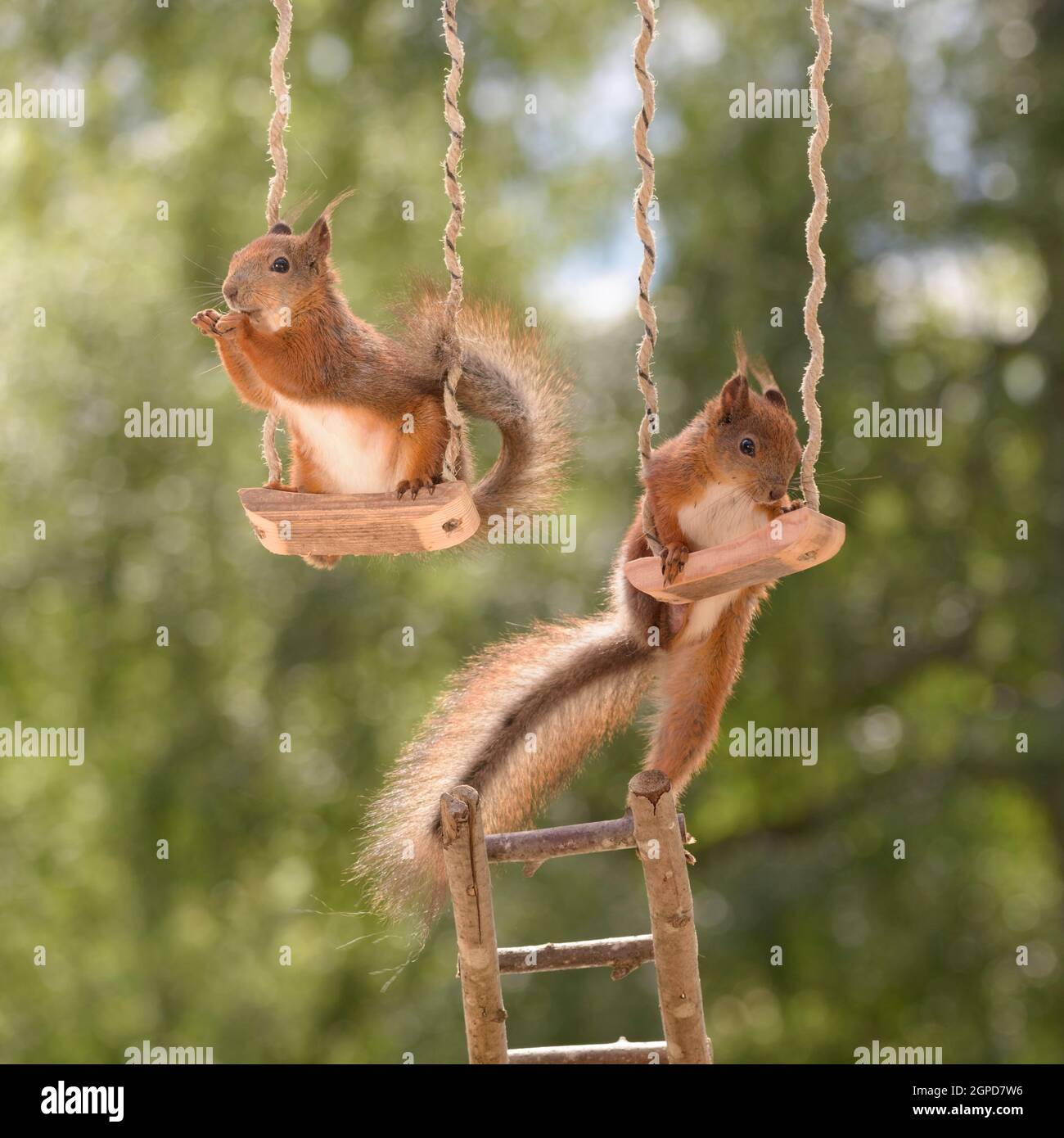 Red squirrels on a swing hi-res stock photography and images - Alamy