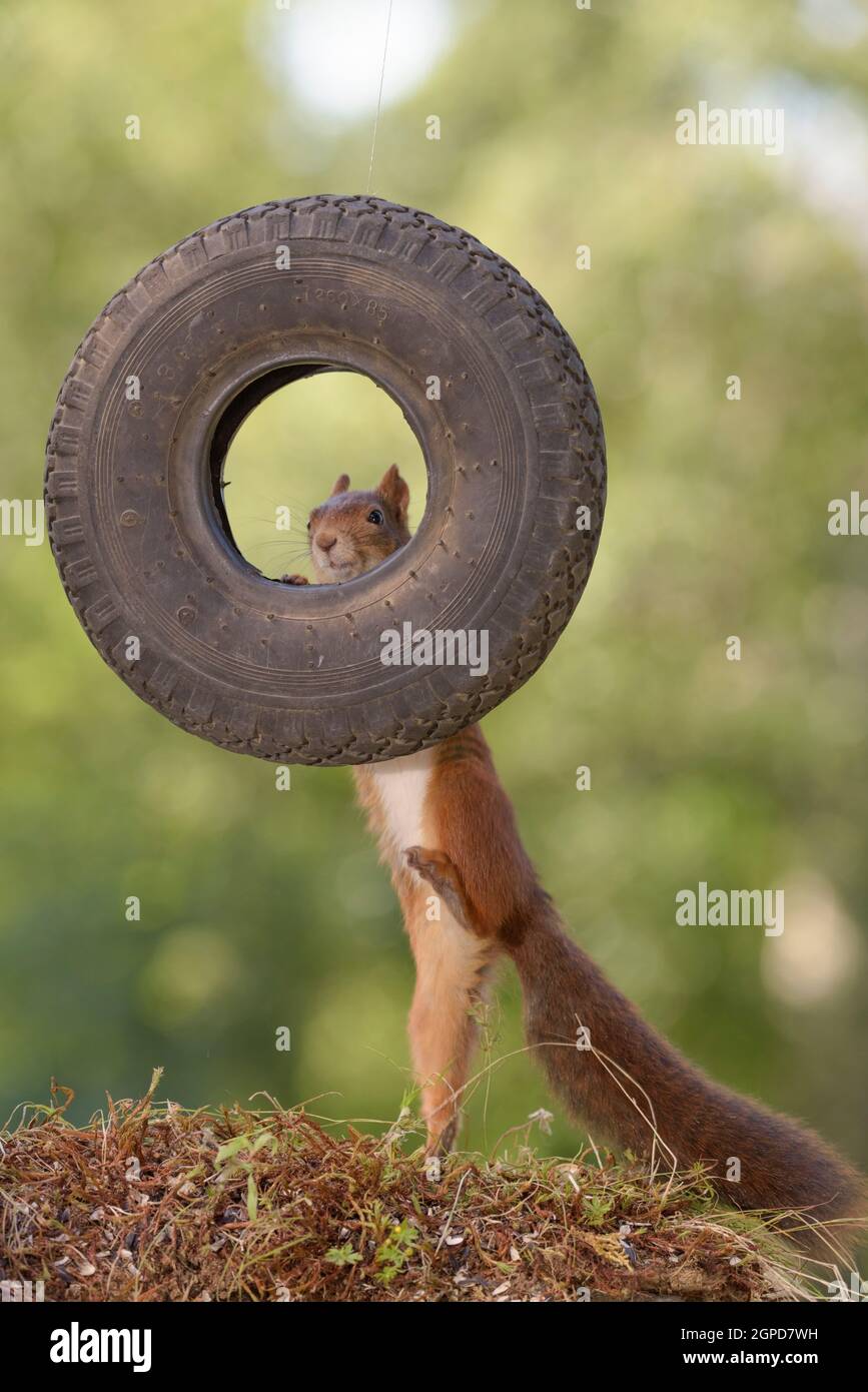 Animal in tyre hi-res stock photography and images - Alamy