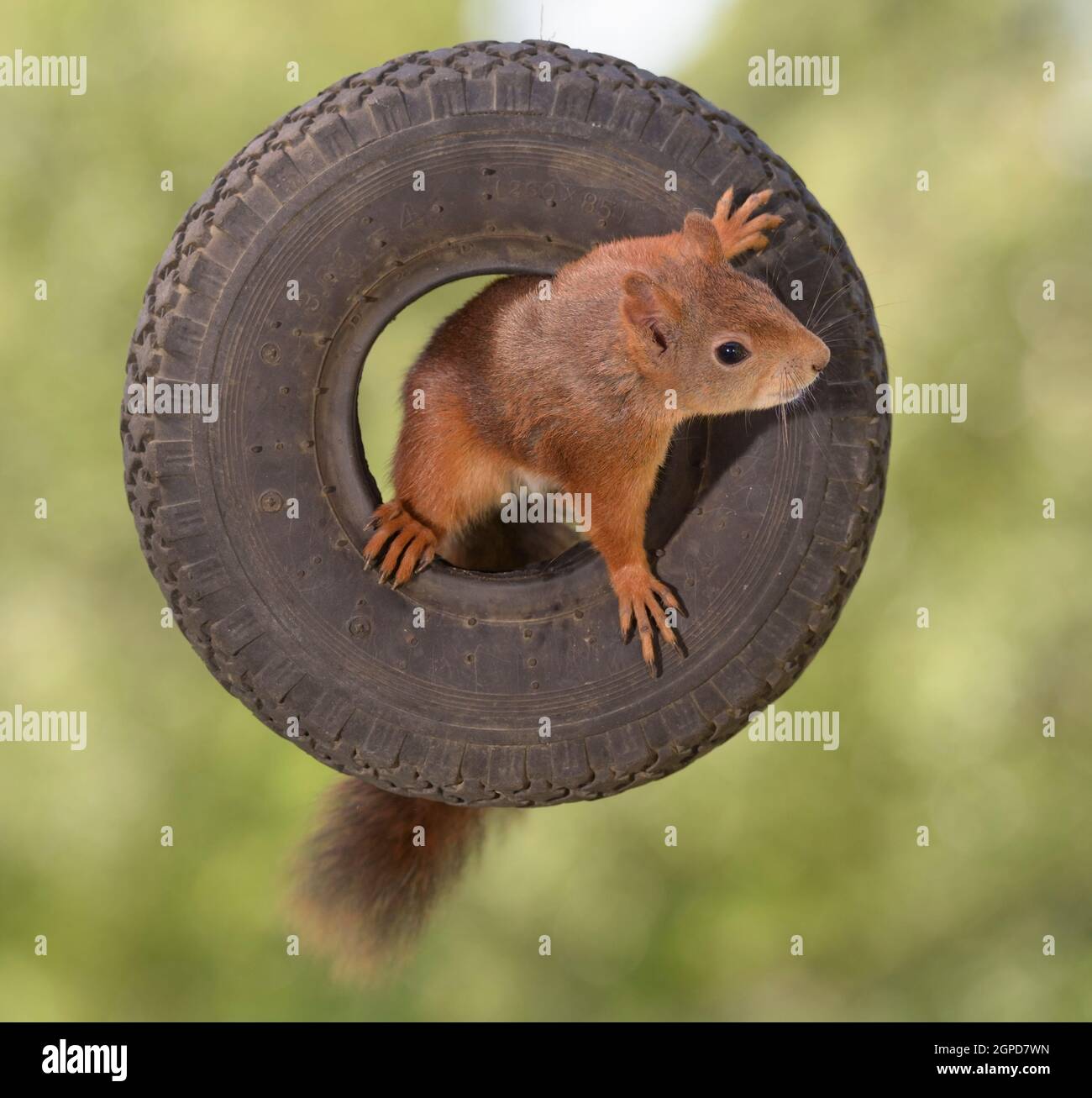 Animal in tyre hi-res stock photography and images - Alamy