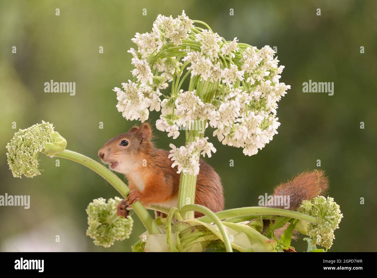 red squirrel under a Giant Hogweed flower Stock Photo - Alamy