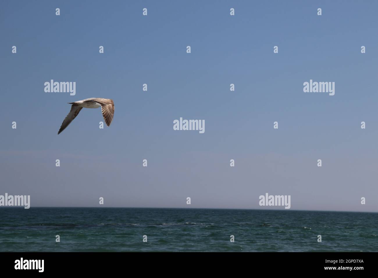 Flying seagull on the beach in Odessa on a very hot and sunny day Stock ...