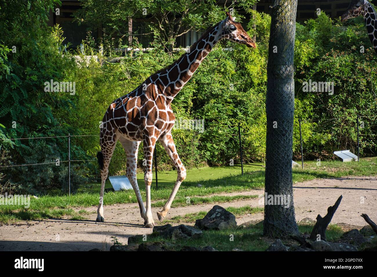 Natural view of a young giraffe in captivity Stock Photo - Alamy