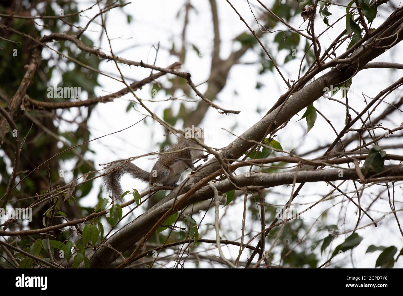 Curious squirrel looking around from its perch on a tree limb Stock ...