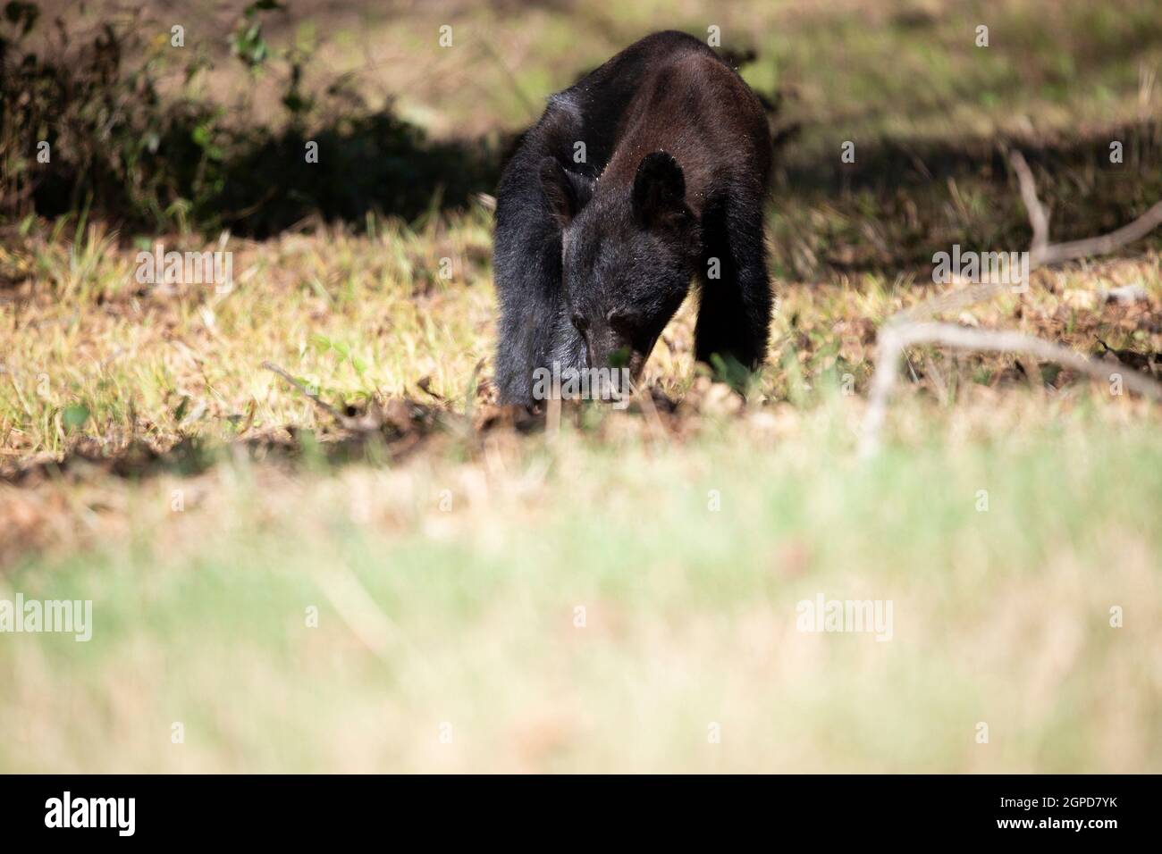 Young black bear (Ursus americanus) yearling foraging for insects and ...
