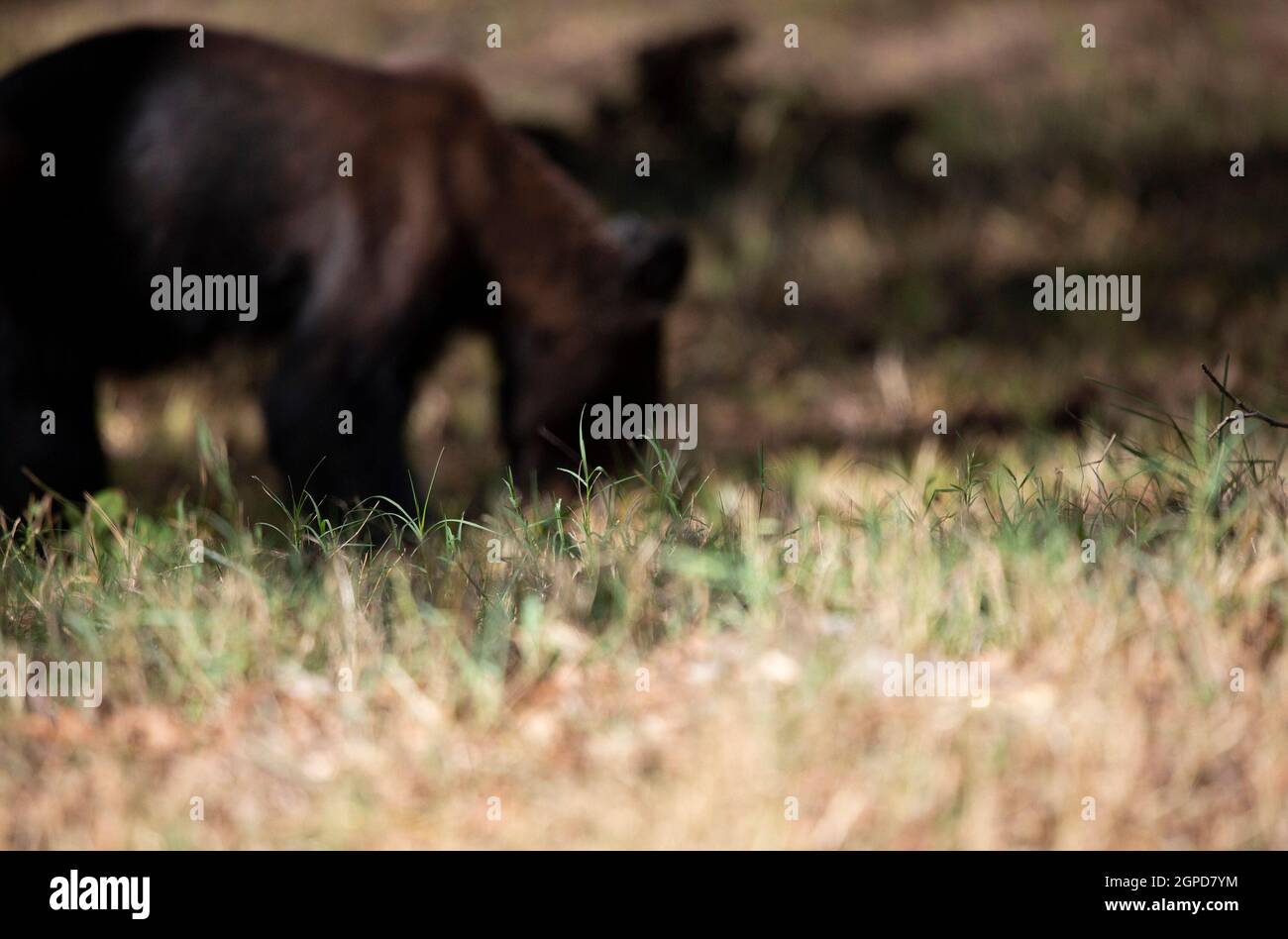 Young black bear (Ursus americanus) yearling foraging for insects and ...