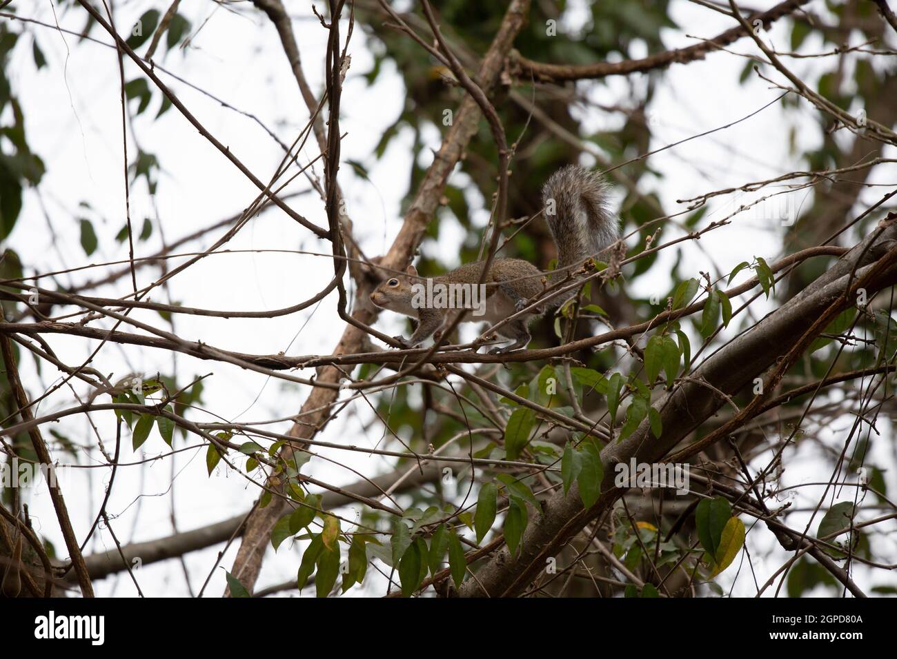 One careful squirrel moving deftly among tree branches Stock Photo - Alamy