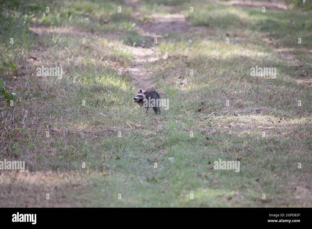 Raccoon (Procyon lotor) grooming in the middle of a small, grassy ...