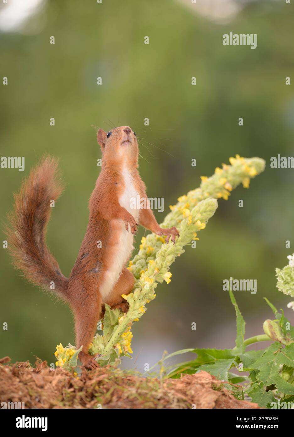 Yellow follower hi-res stock photography and images - Alamy
