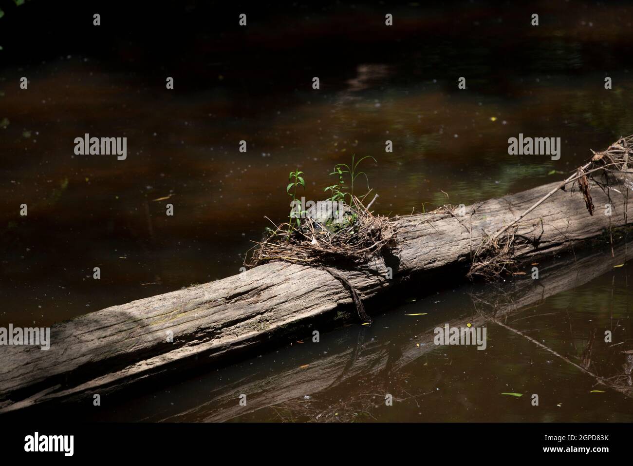 Tree log fallen in a shallow swamp area Stock Photo - Alamy
