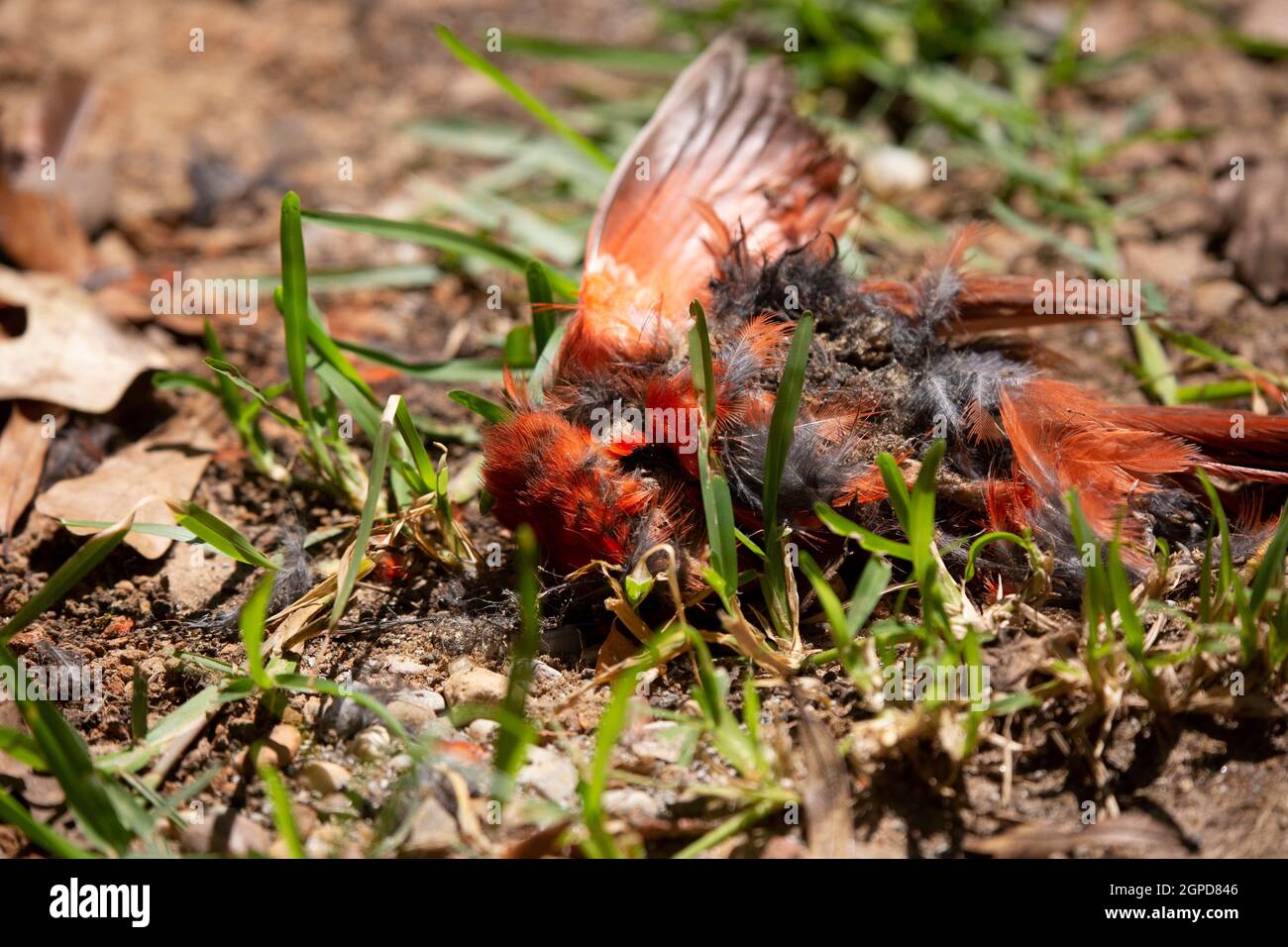 Decaying body of a dead male cardinal (Cardinalis cardinalis) in dried ...