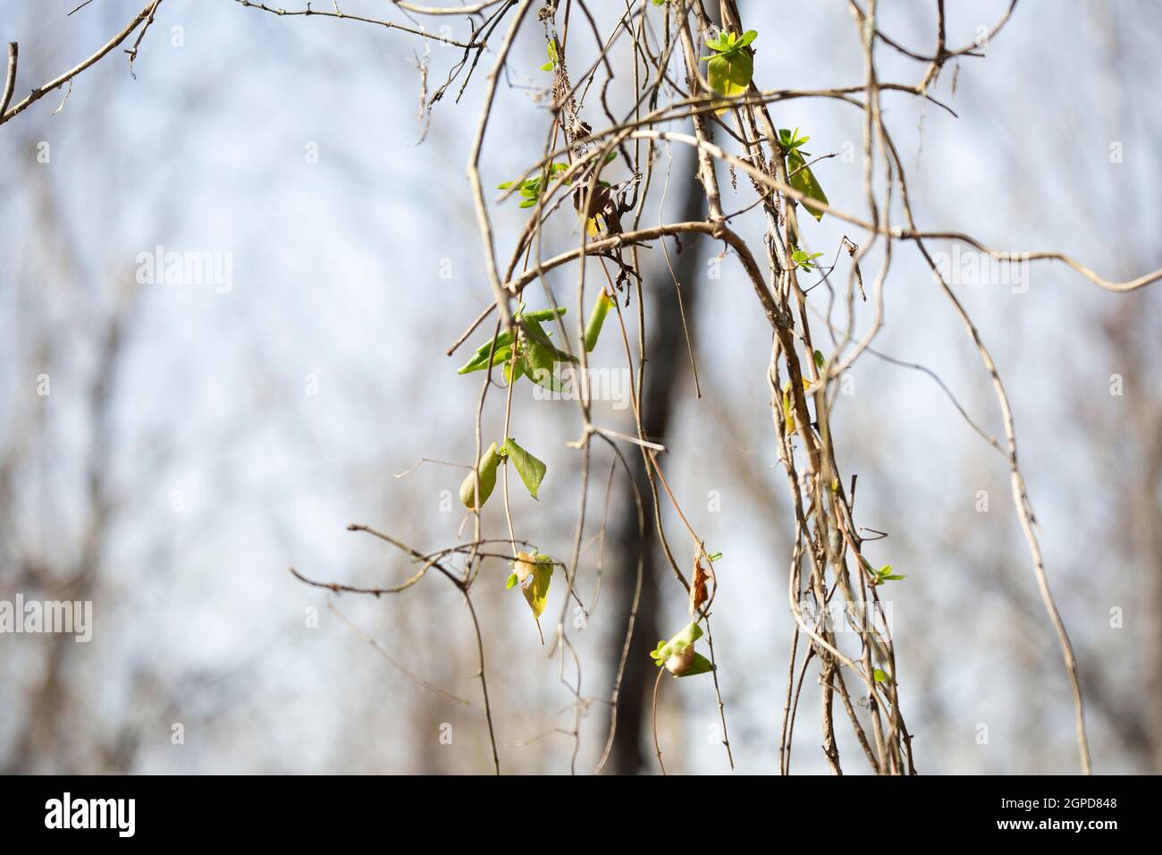 Sparse greenery hi-res stock photography and images - Alamy