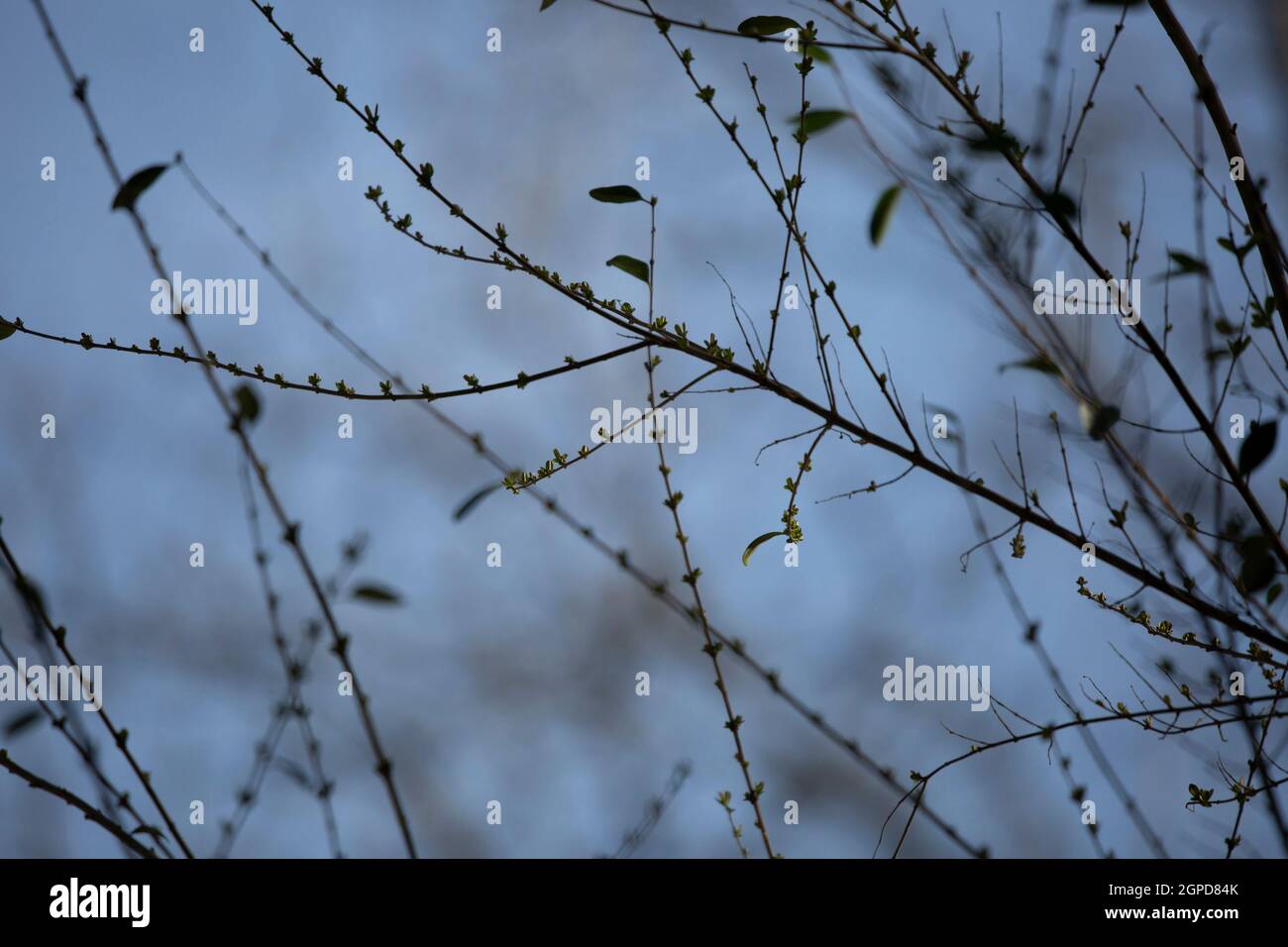 Limb of a bush beginning to sprout green leaf buds Stock Photo - Alamy