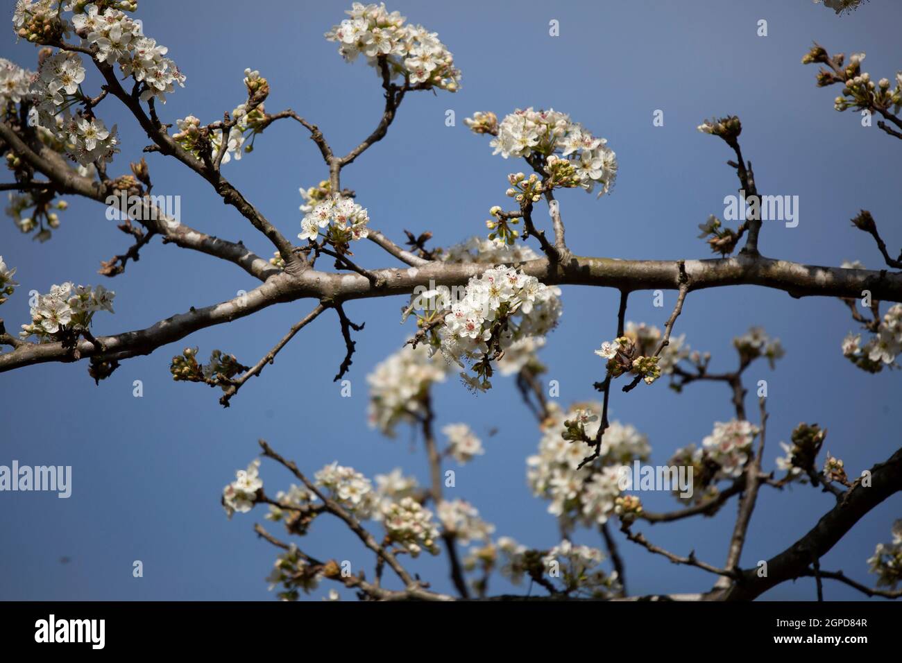 White flowering blooms on a Bradford pear tree (Pyrus calleryana Stock ...