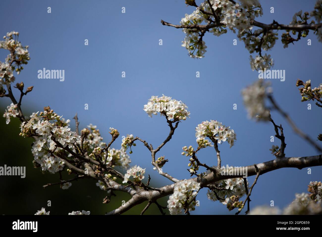 White flowering blooms on a Bradford pear tree (Pyrus calleryana Stock ...
