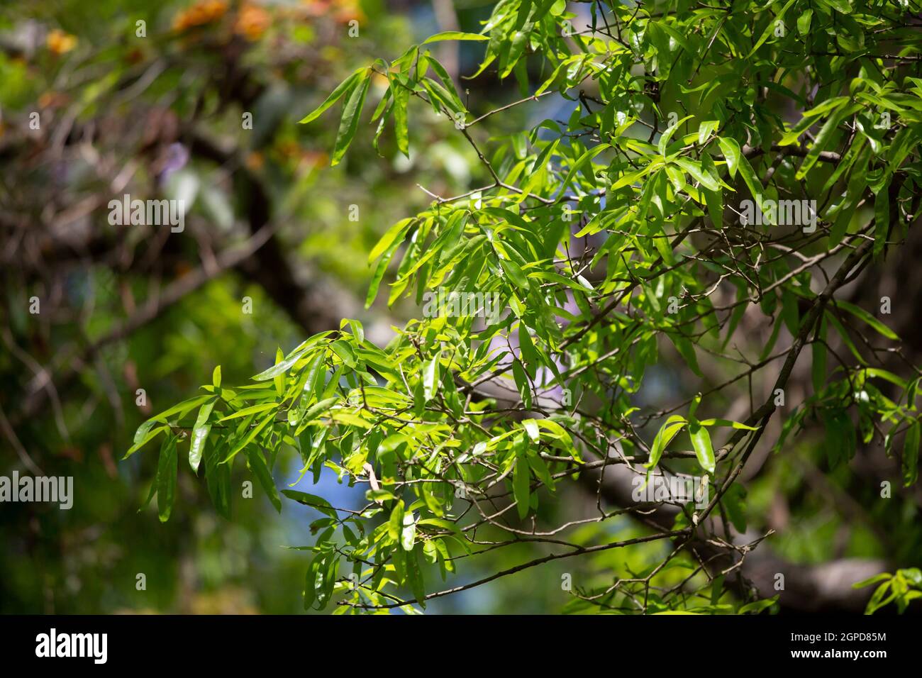 Oval green leaves hi-res stock photography and images - Alamy