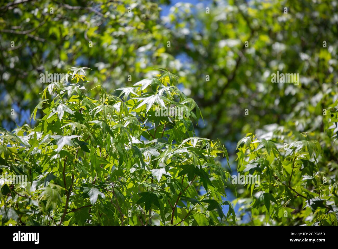 Deep green leaves on a tree during a clear blue day Stock Photo - Alamy