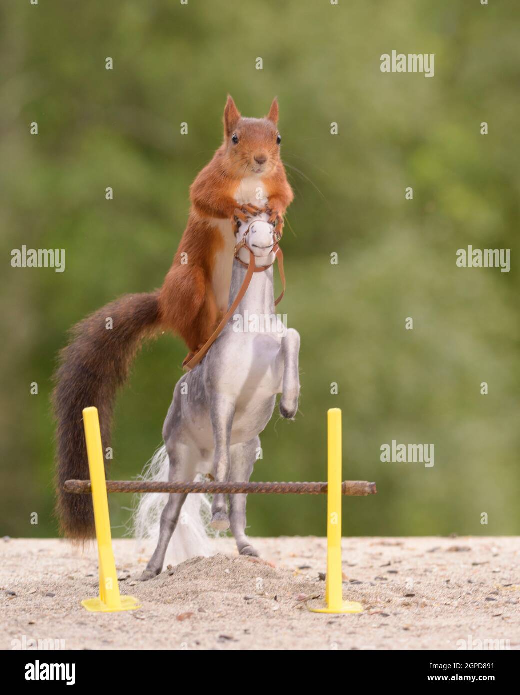 Eventing horse standing hi-res stock photography and images - Alamy