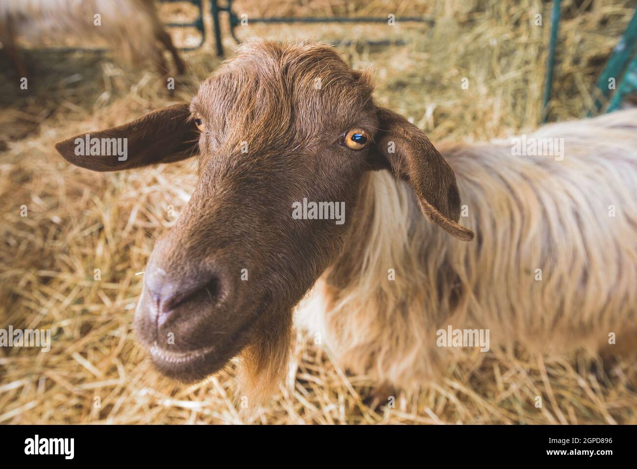Goat teeth hi-res stock photography and images - Alamy