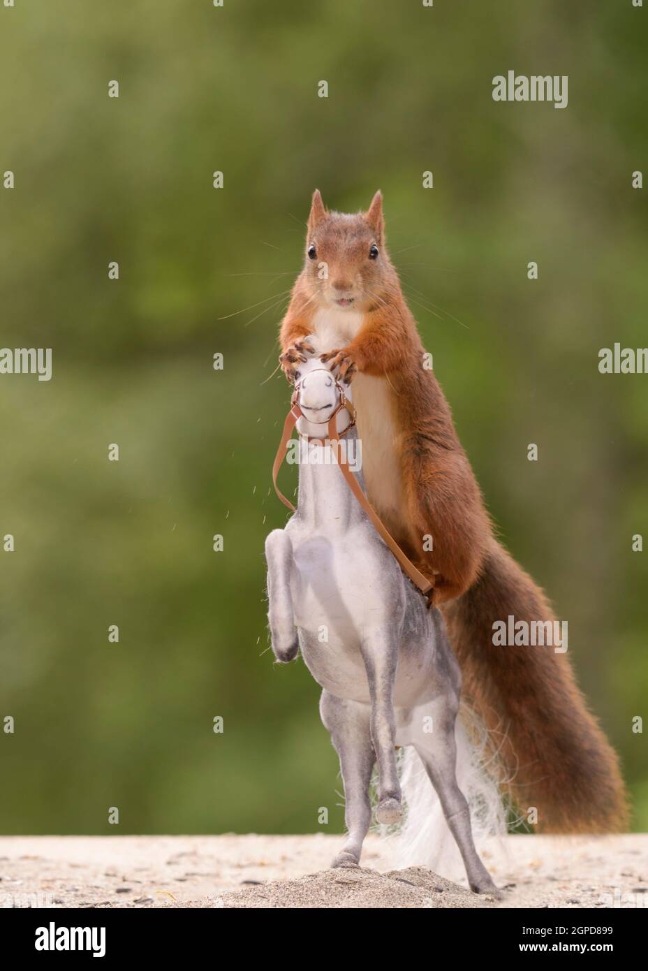 Horse rising up hi-res stock photography and images - Alamy
