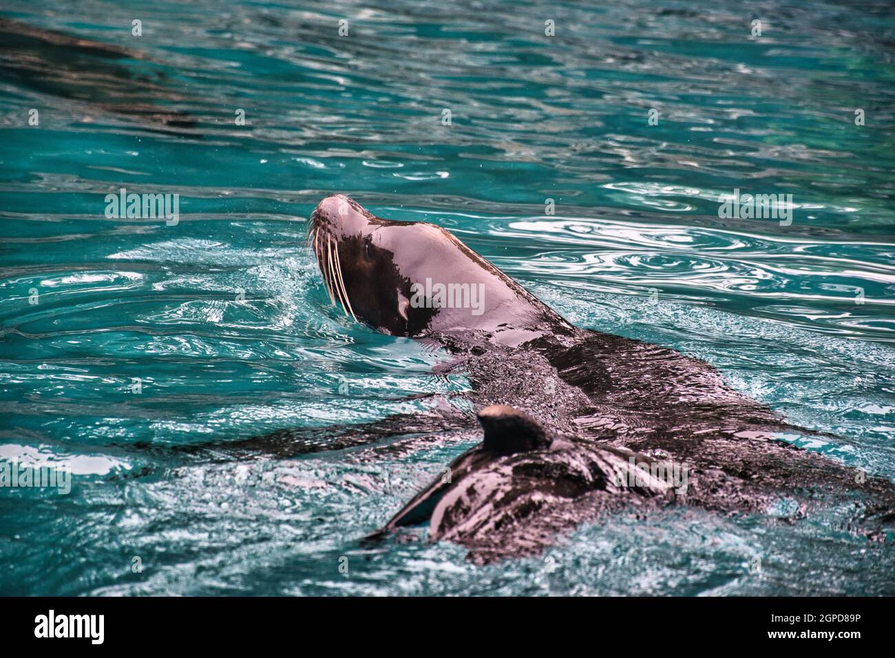 Closeup shot of a sea lion swimming in a pool Stock Photo - Alamy