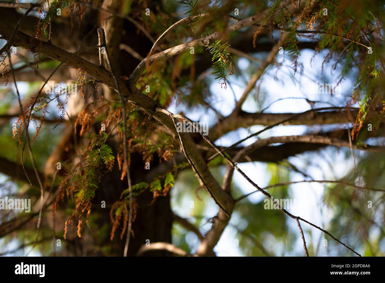 Limb of a cypress tree that has lost most of its needles Stock Photo ...