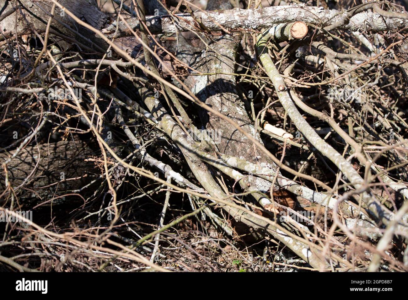 Tree debris, including sticks and limbs, stacked in a pile Stock Photo ...
