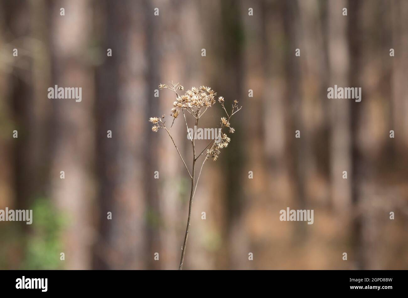Bouquet of dried weeds growing in the forest Stock Photo - Alamy