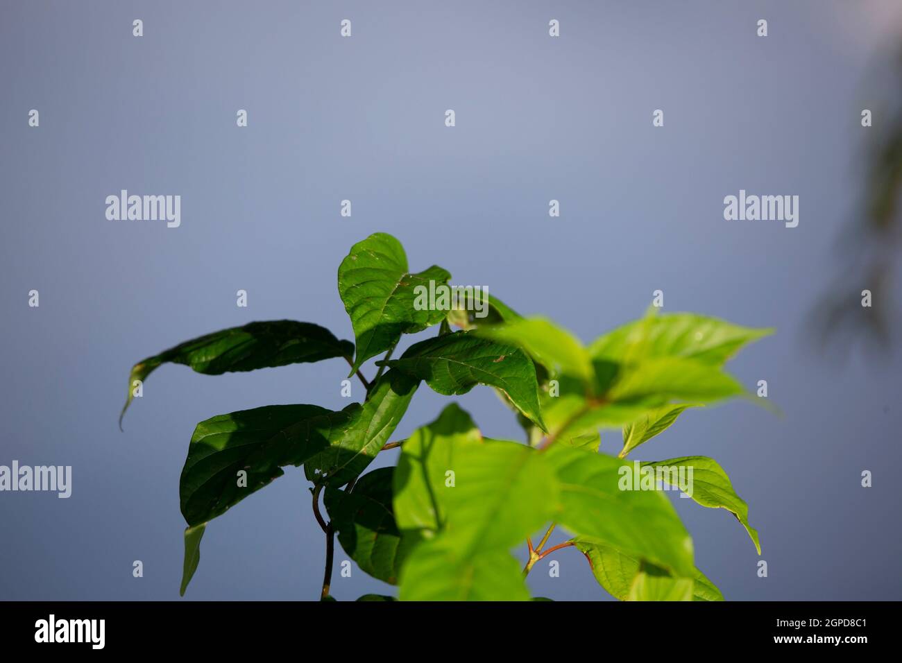 Healthy green-leafed semi-aquatic plant growing near a water source ...