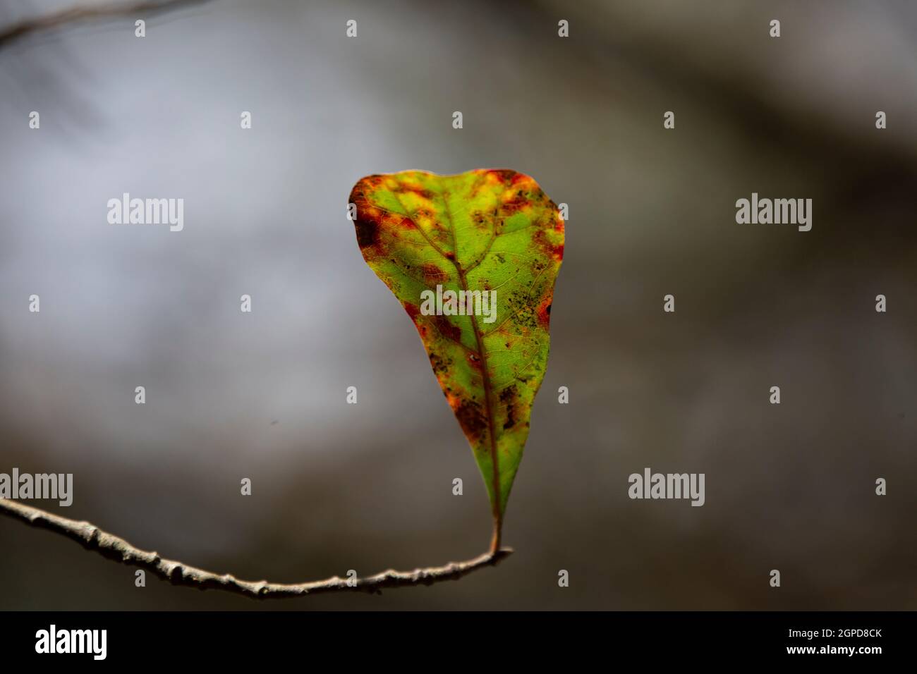 Close up of a damaged, browning water oak (Quercus nigra) leaf Stock ...